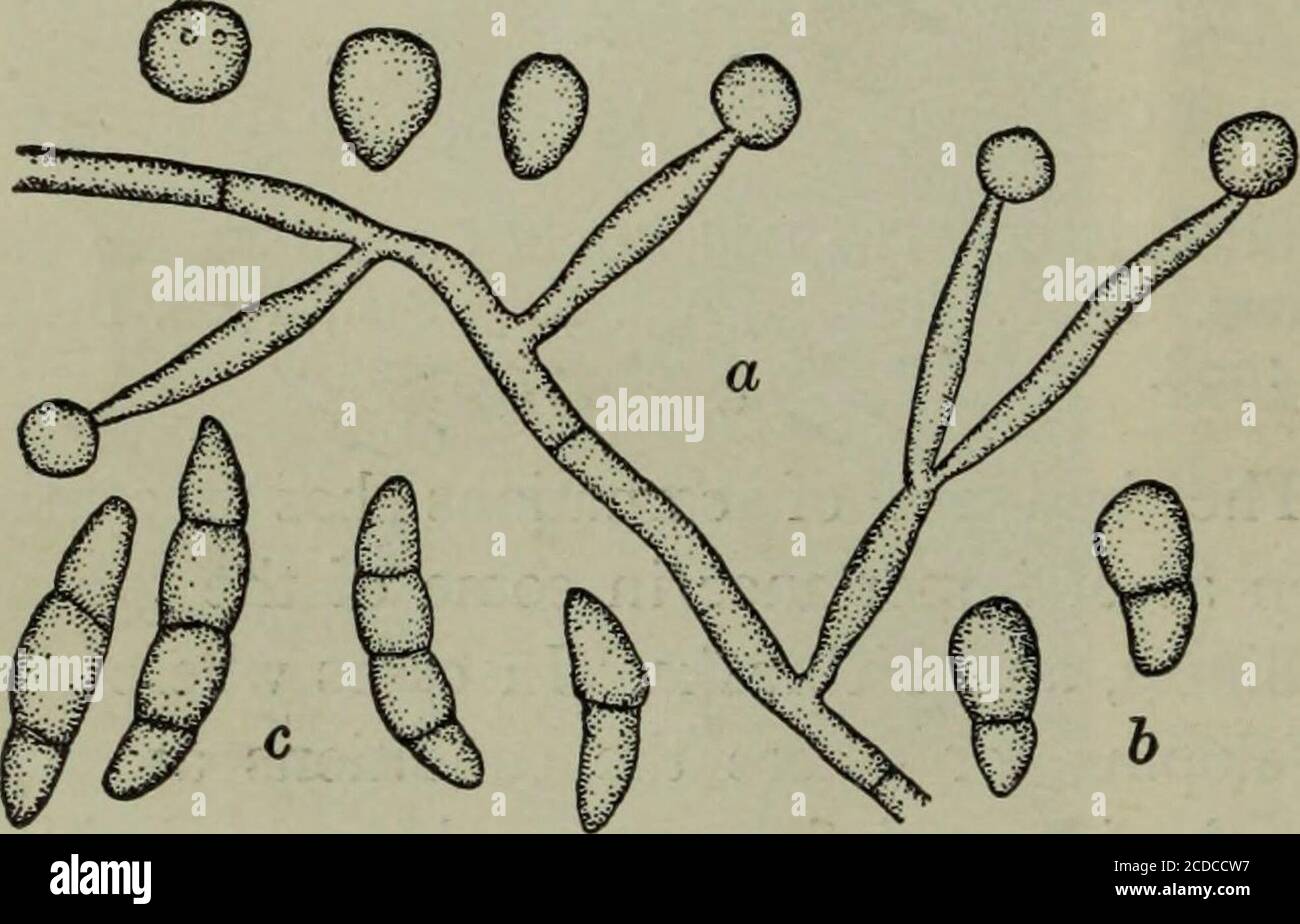 Microconidia hi-res stock photography and images - Alamy