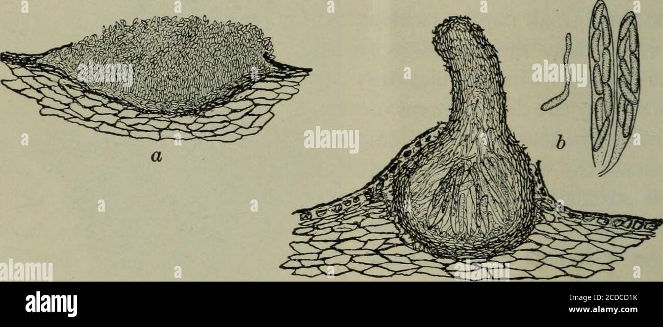 Glomerella hi-res stock photography and images - Alamy