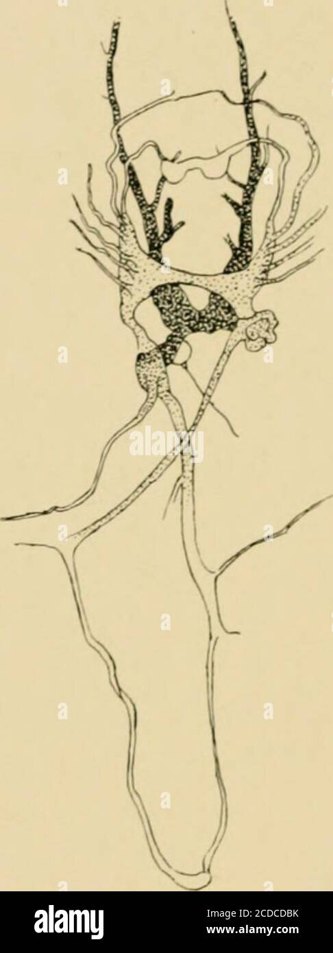 Neothauma hi-res stock photography and images - Alamy