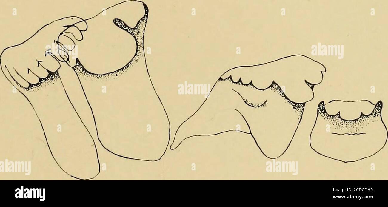 Stomach cut open hi-res stock photography and images - Alamy