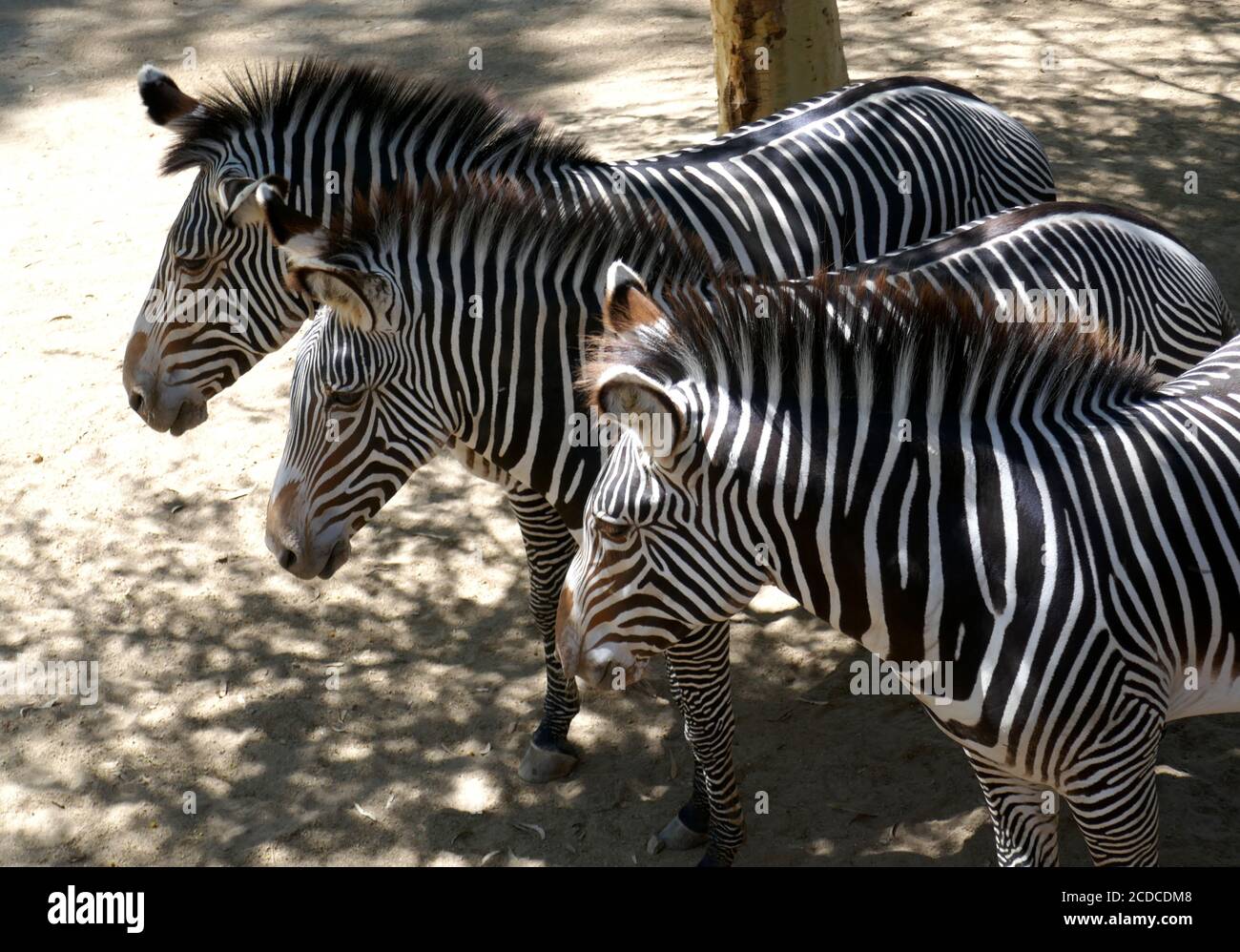 Los Angeles, California, USA 26th August 2020 A general view of ...
