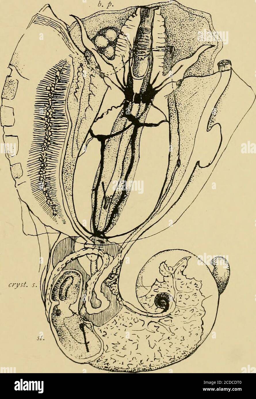 Female reproductive parts hi-res stock photography and images - Alamy