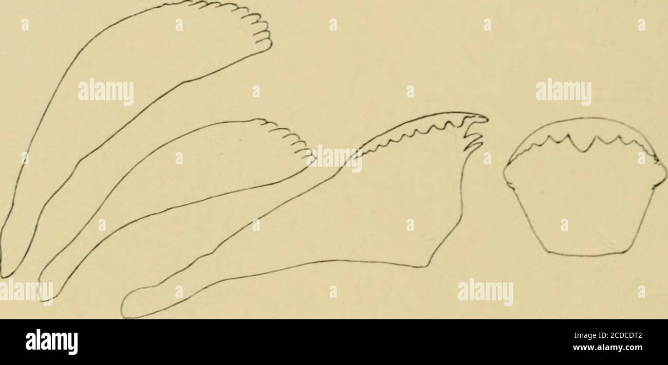 Genital slit hi-res stock photography and images - Alamy