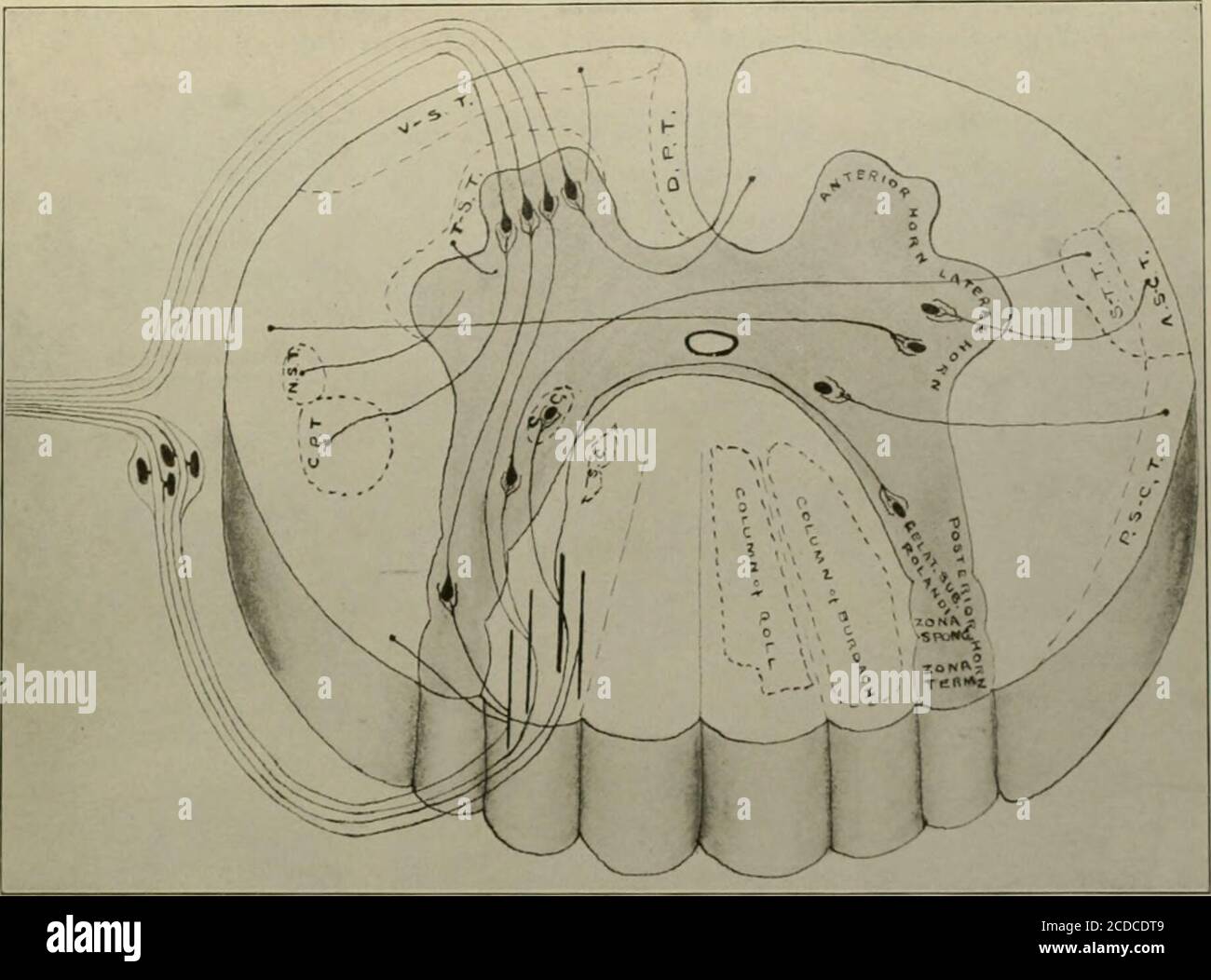. An atlas of the differential diagnosis of the diseases of the nervous ...