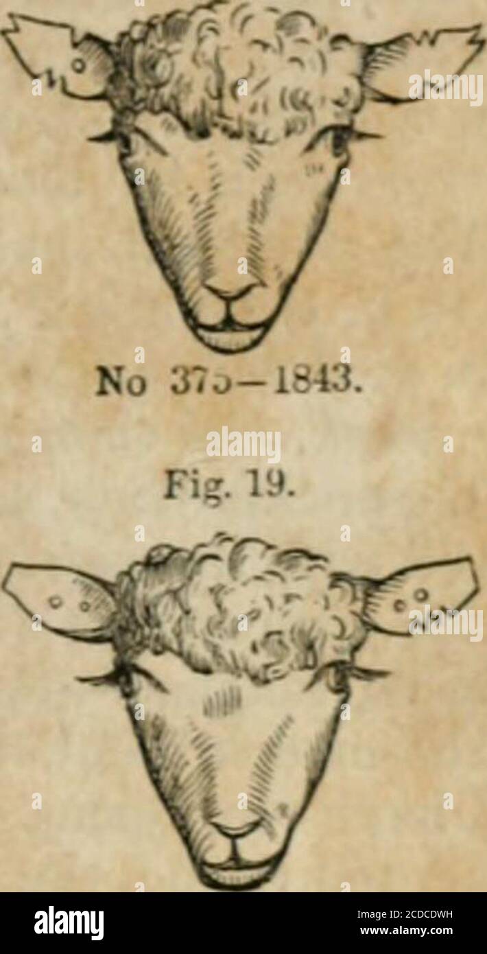 Ear notches hi-res stock photography and images - Alamy