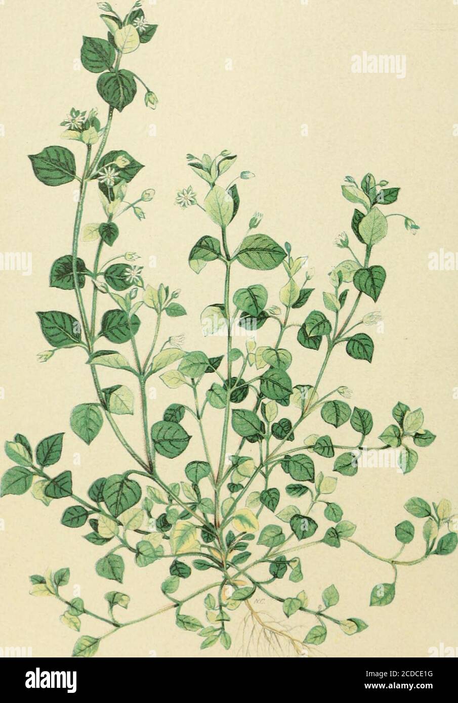 Purple Chickweed