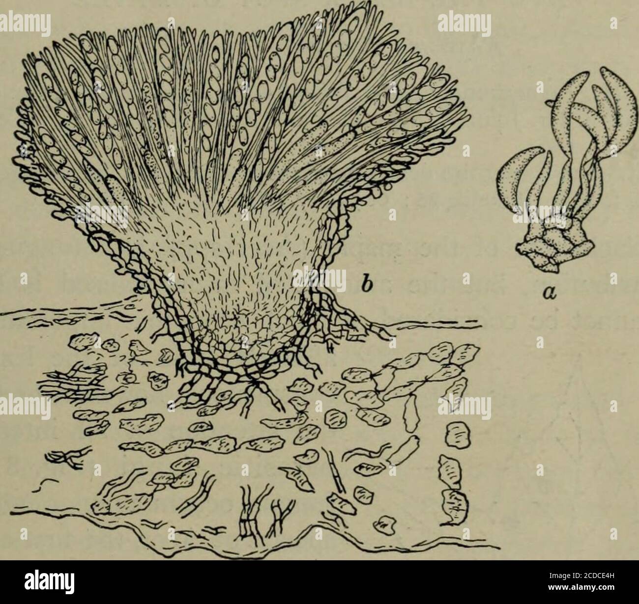 Fungous diseases of plants, with chapters on physiology, culture ...