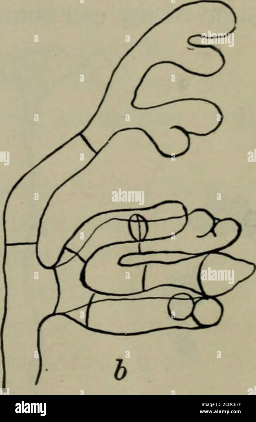 Botrytis diseases hi-res stock photography and images - Alamy