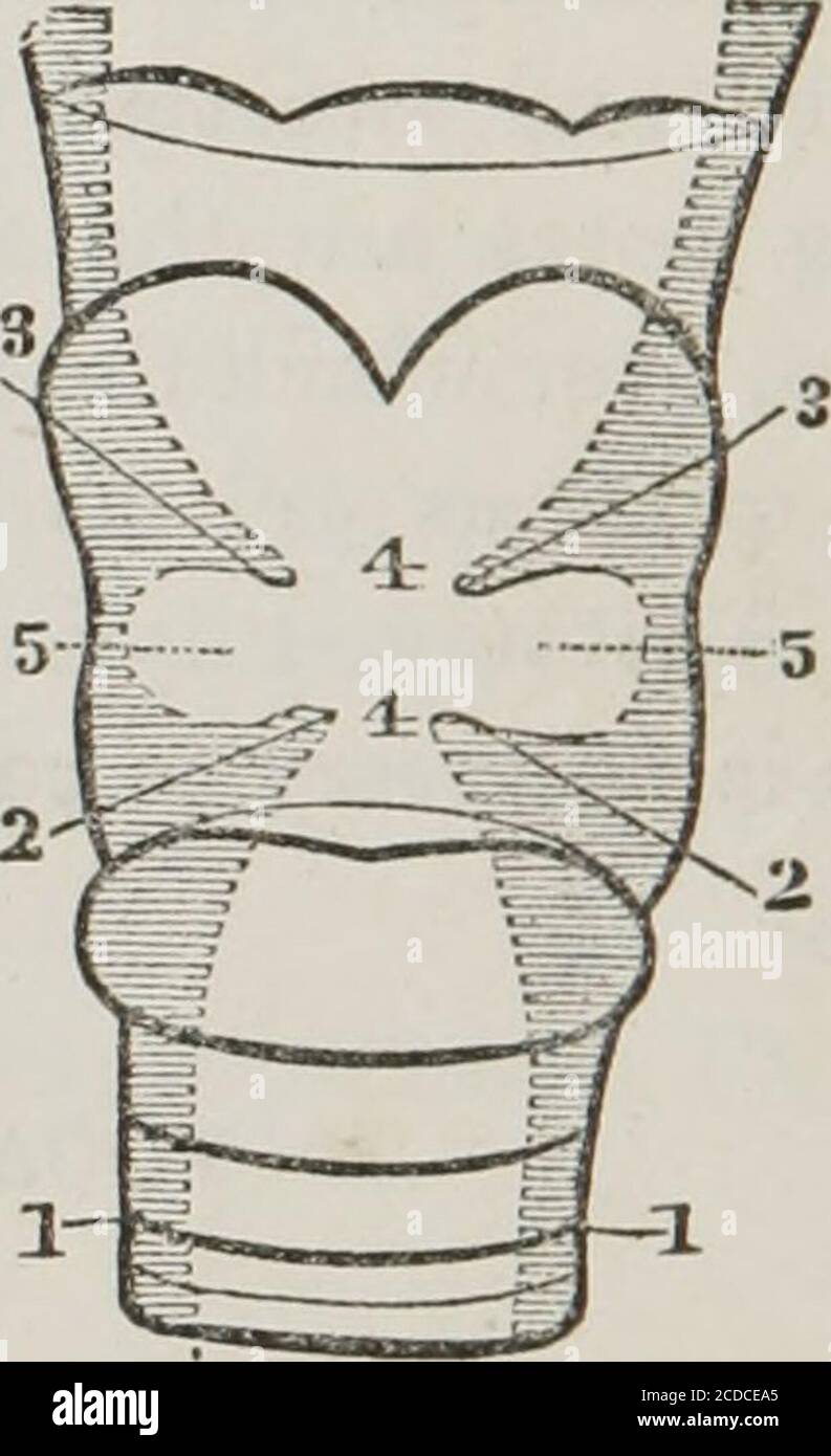 . Human and comparative anatomy, physiology, and hygiene . Fig. 46. A ...