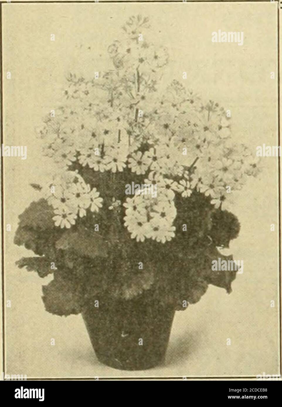 Australian bell bird hi-res stock photography and images - Alamy