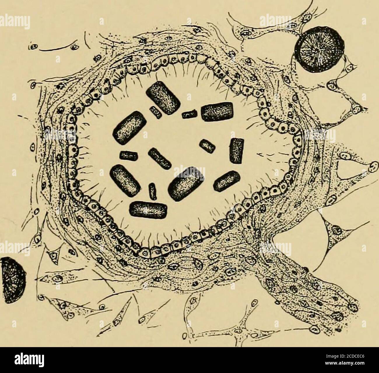 . The Tanganyika problem; an account of the researches undertaken ...