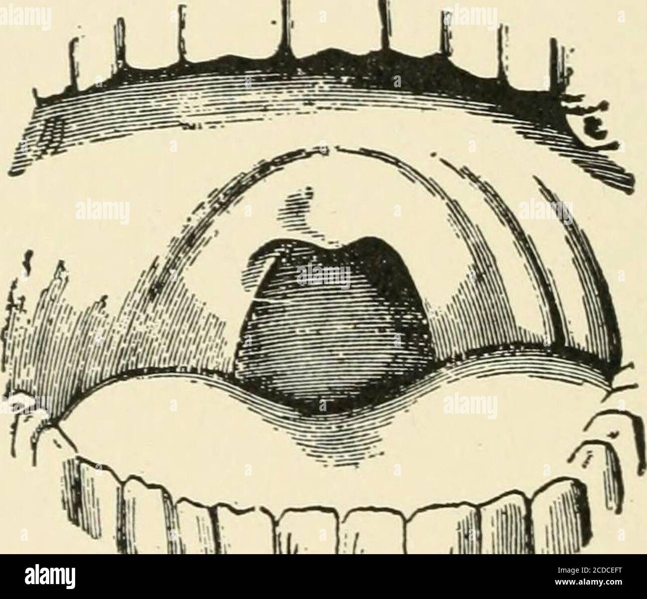 Vowel sounds mouth hi-res stock photography and images - Alamy