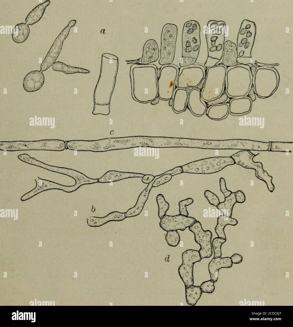 Hyphae septa hi-res stock photography and images - Alamy