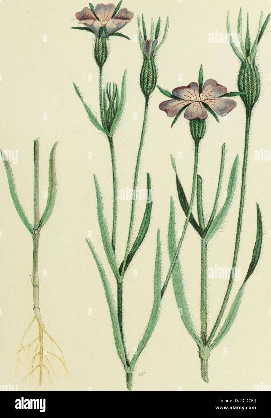 . Farm weeds of Canada . the tipsof the stems and branches, li inches ...