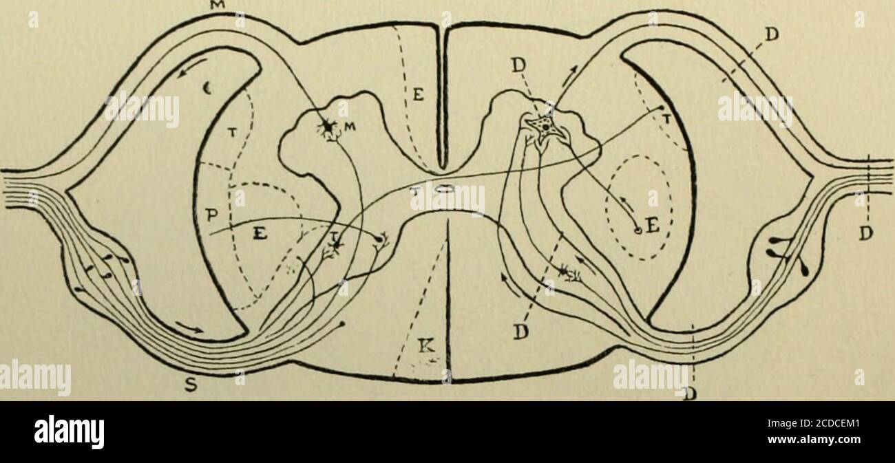 . An atlas of the differential diagnosis of the diseases of the nervous ...