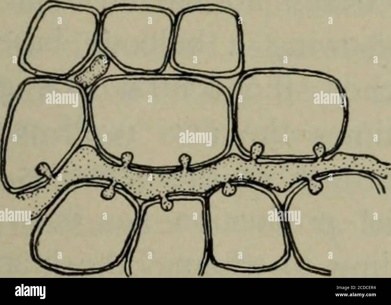 Fungous diseases of plants, with chapters on physiology, culture ...