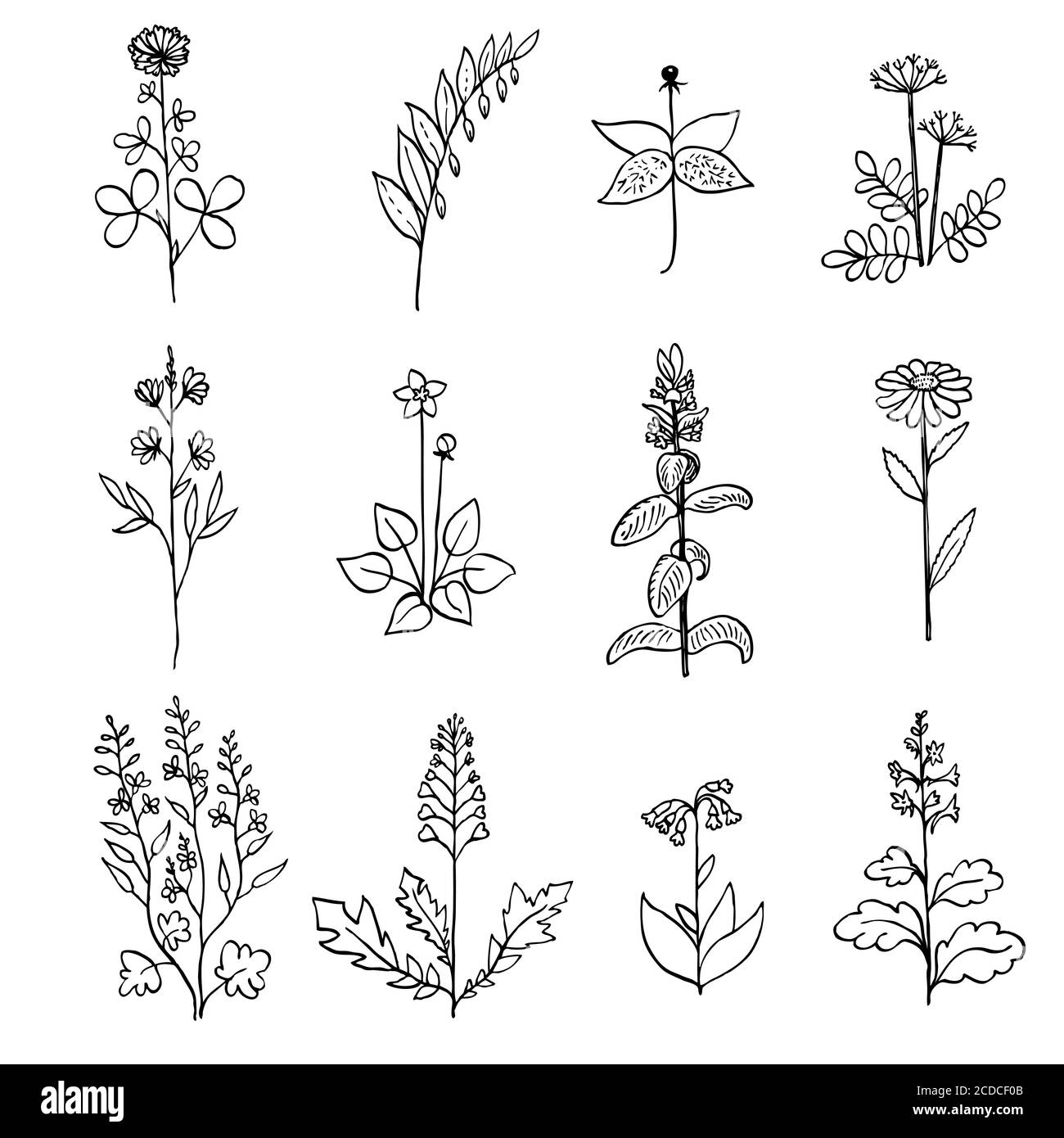 Herb healing Black and White Stock Photos & Images - Alamy