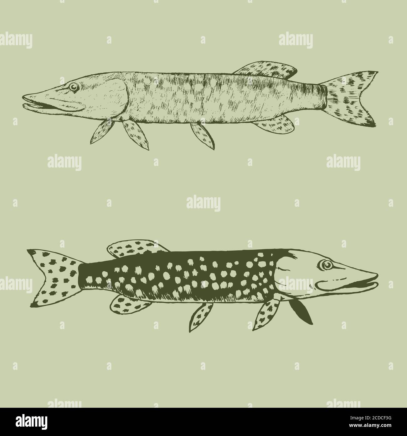 Set of isolated hand painted pike fish Stock Vector Image & Art - Alamy