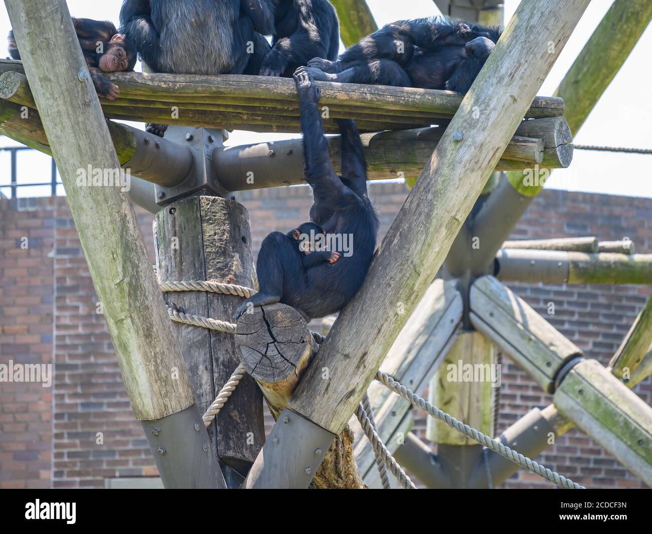 Chimpanzee with a baby and other resting on a wooden structure at ...