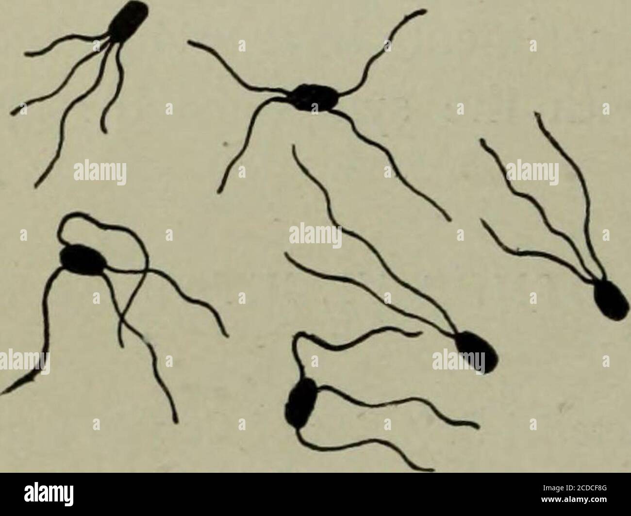 Bacillus species hi-res stock photography and images - Alamy