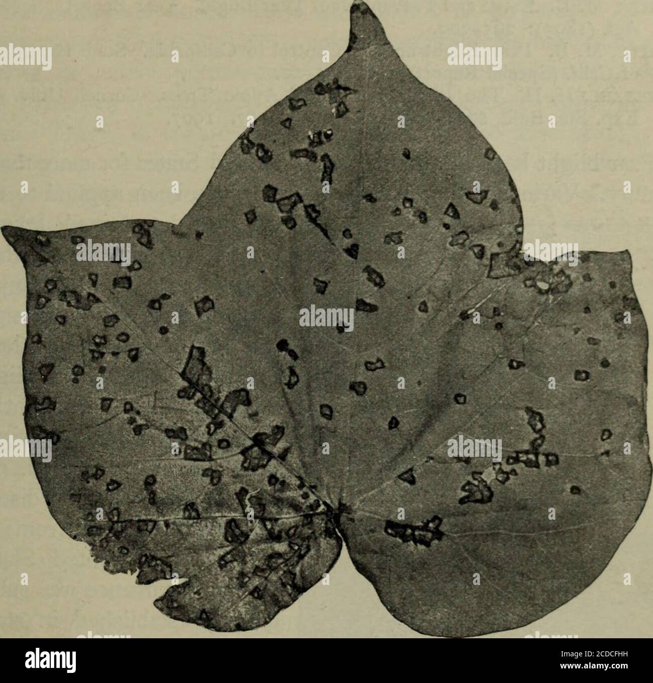 Fungous diseases of plants, with chapters on physiology, culture ...