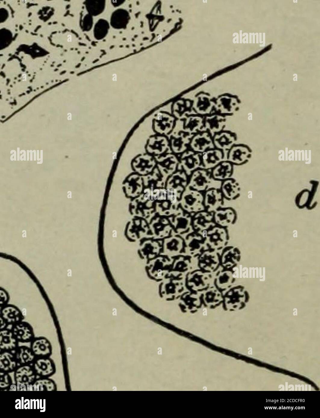 Clubroot fungus hi-res stock photography and images - Alamy