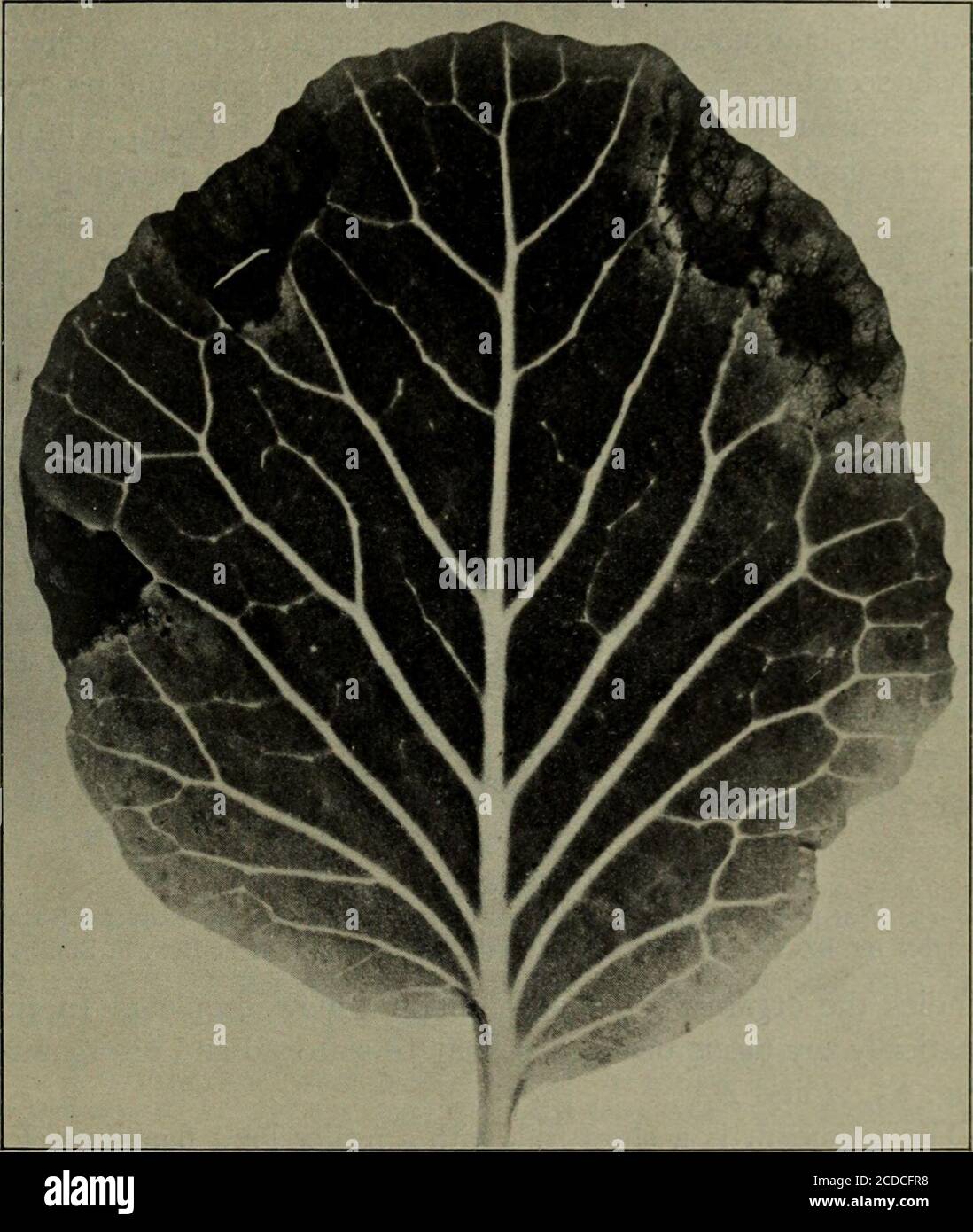 Fungous diseases of plants, with chapters on physiology, culture ...