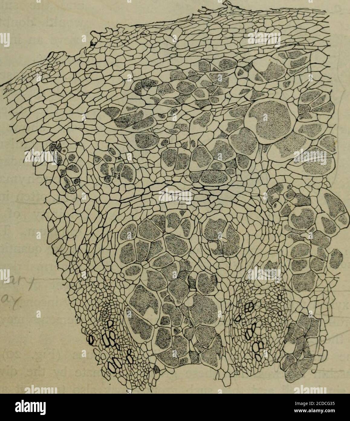 Fungous diseases of plants, with chapters on physiology, culture ...