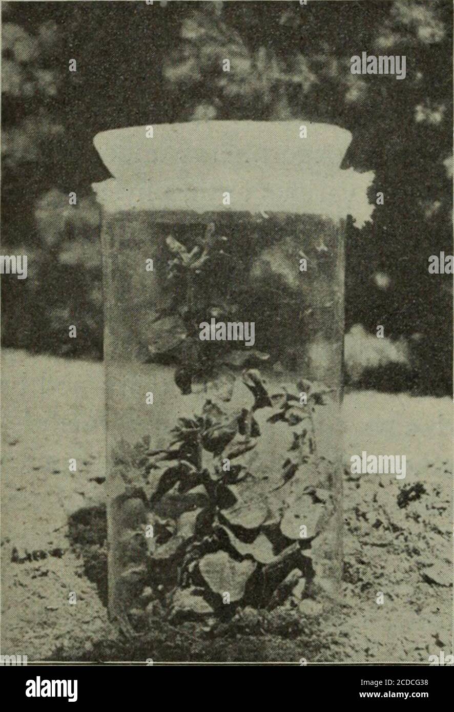 Fungous diseases of plants, with chapters on physiology, culture ...