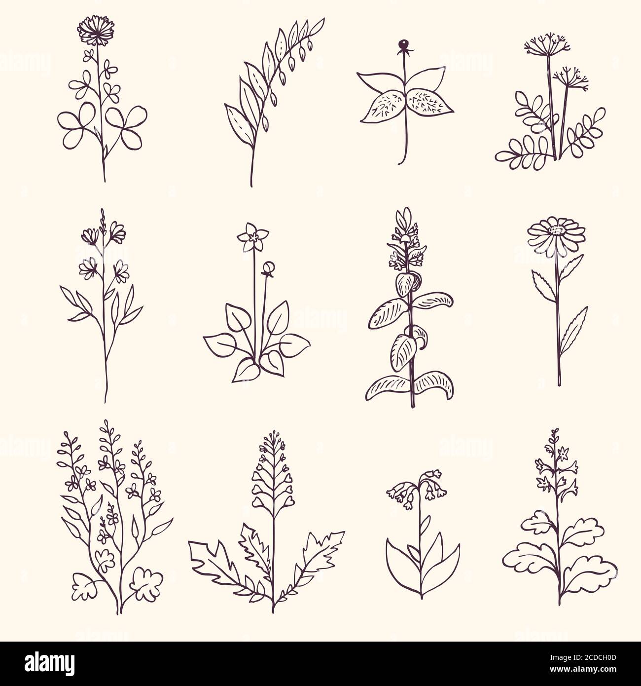 Medicinal herbs drawing Stock Vector Images - Alamy