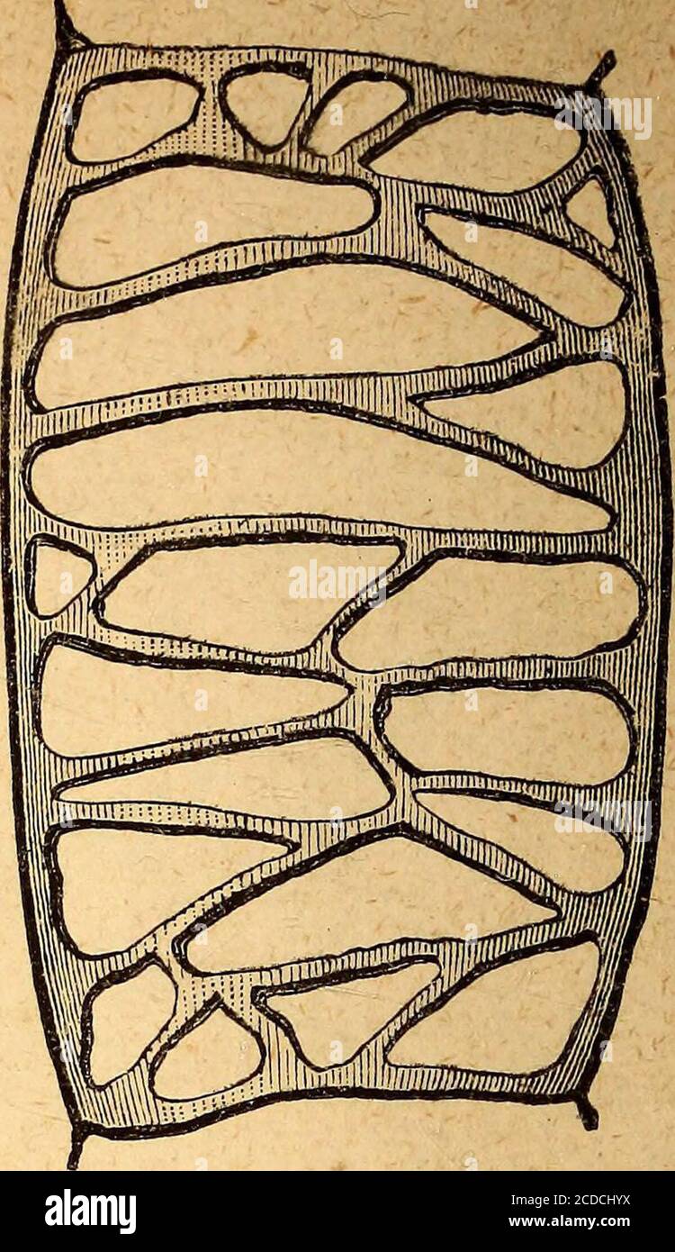 Lignified thick hi-res stock photography and images - Alamy