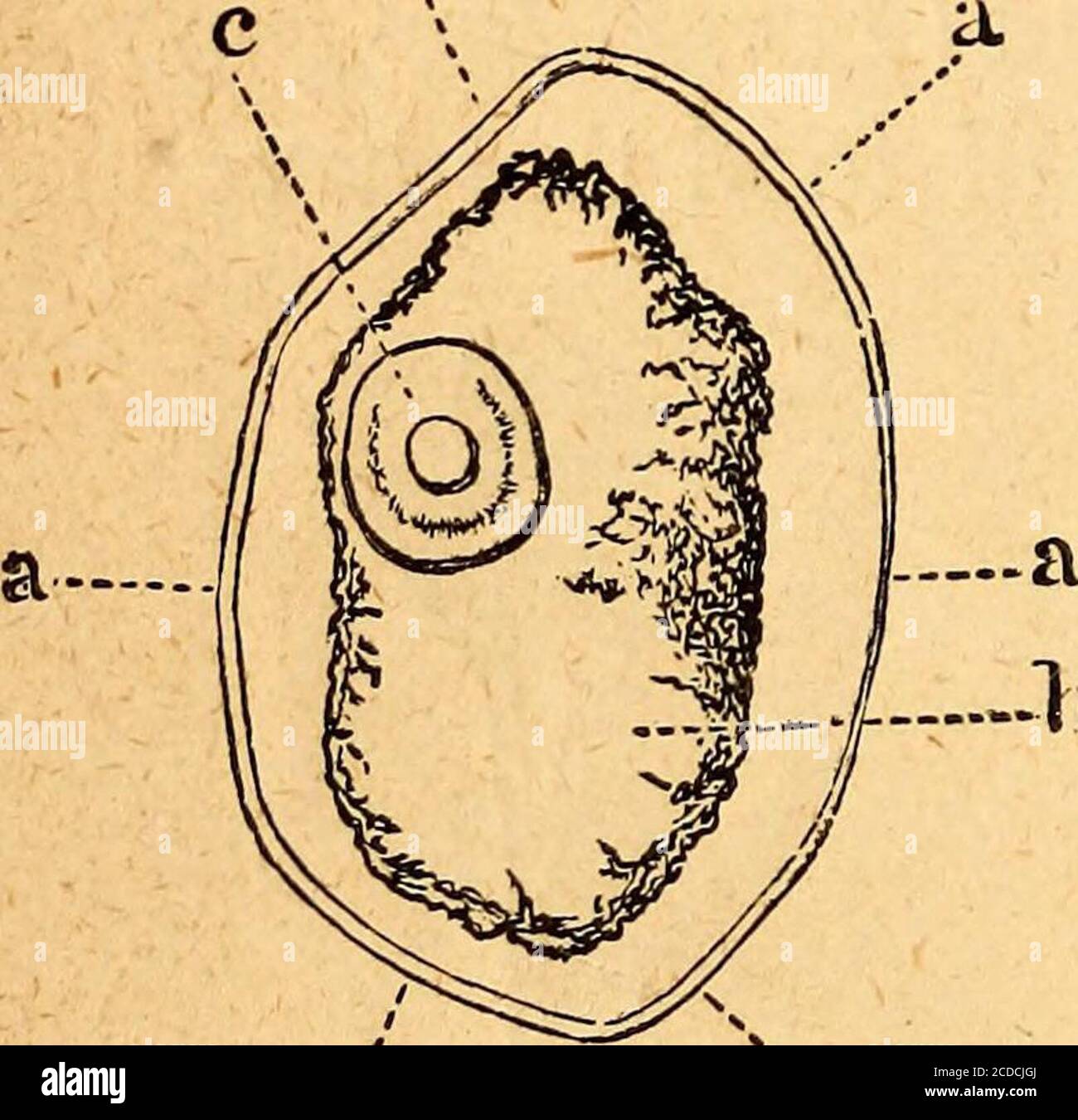 Mucilaginous cells hi-res stock photography and images - Alamy