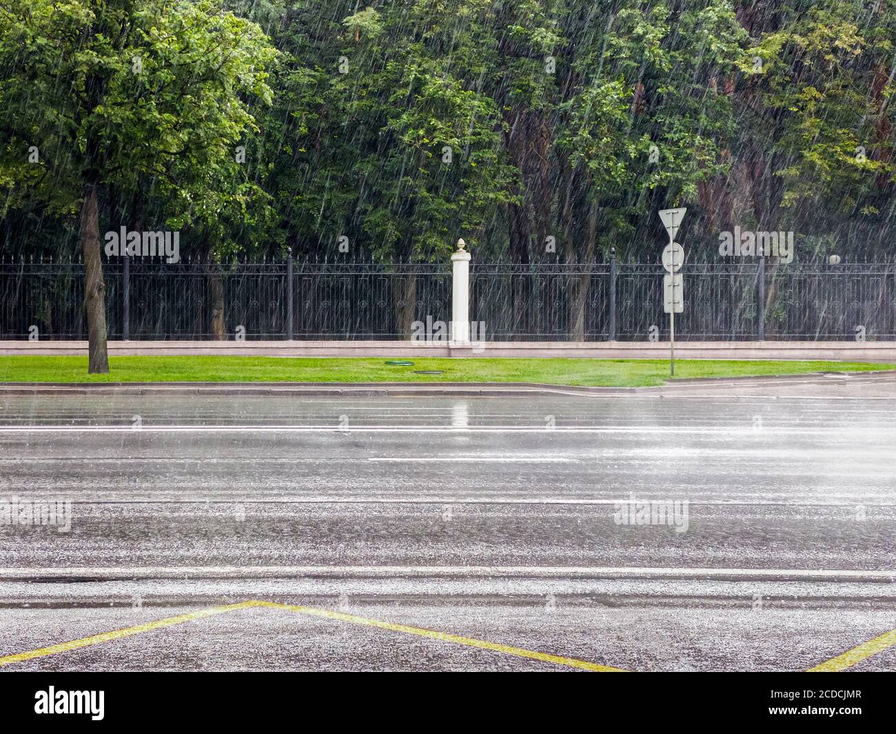 Rain Street Tree
