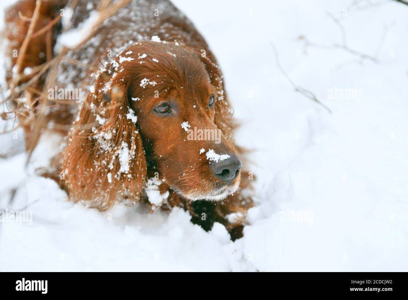 Happy red setter hi-res stock photography and images - Alamy