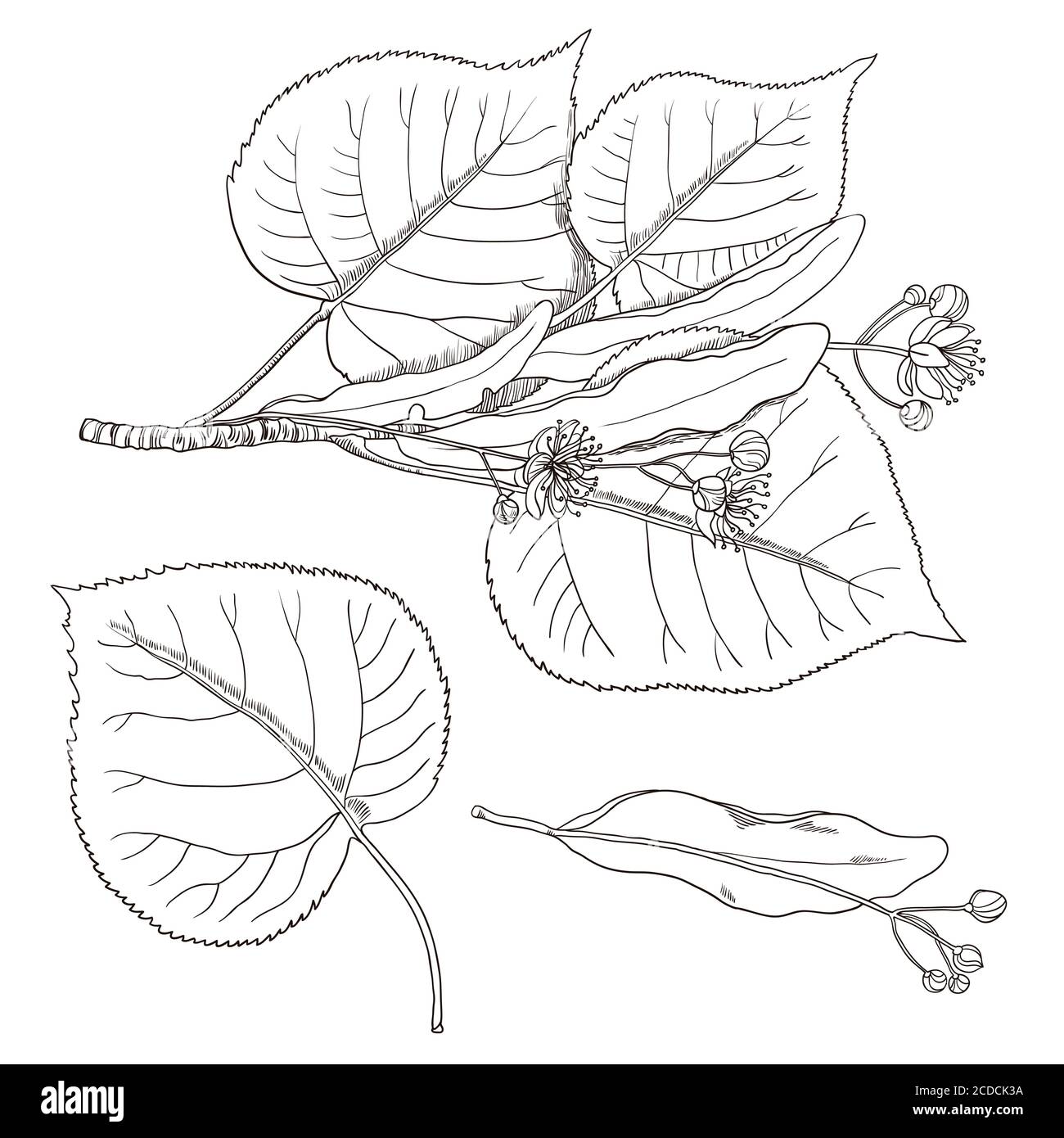 Set of vintage linden flowers and branches Stock Vector Image & Art - Alamy