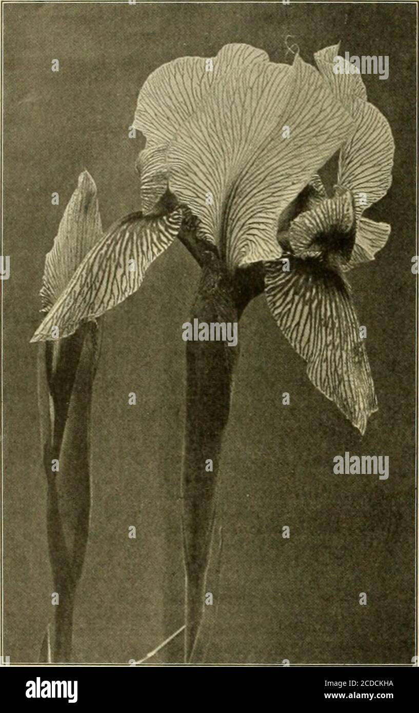 Iris plicata hi-res stock photography and images - Alamy