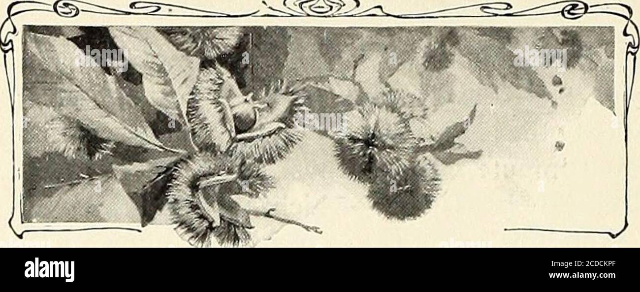 Terebella High Resolution Stock Photography and Images - Alamy