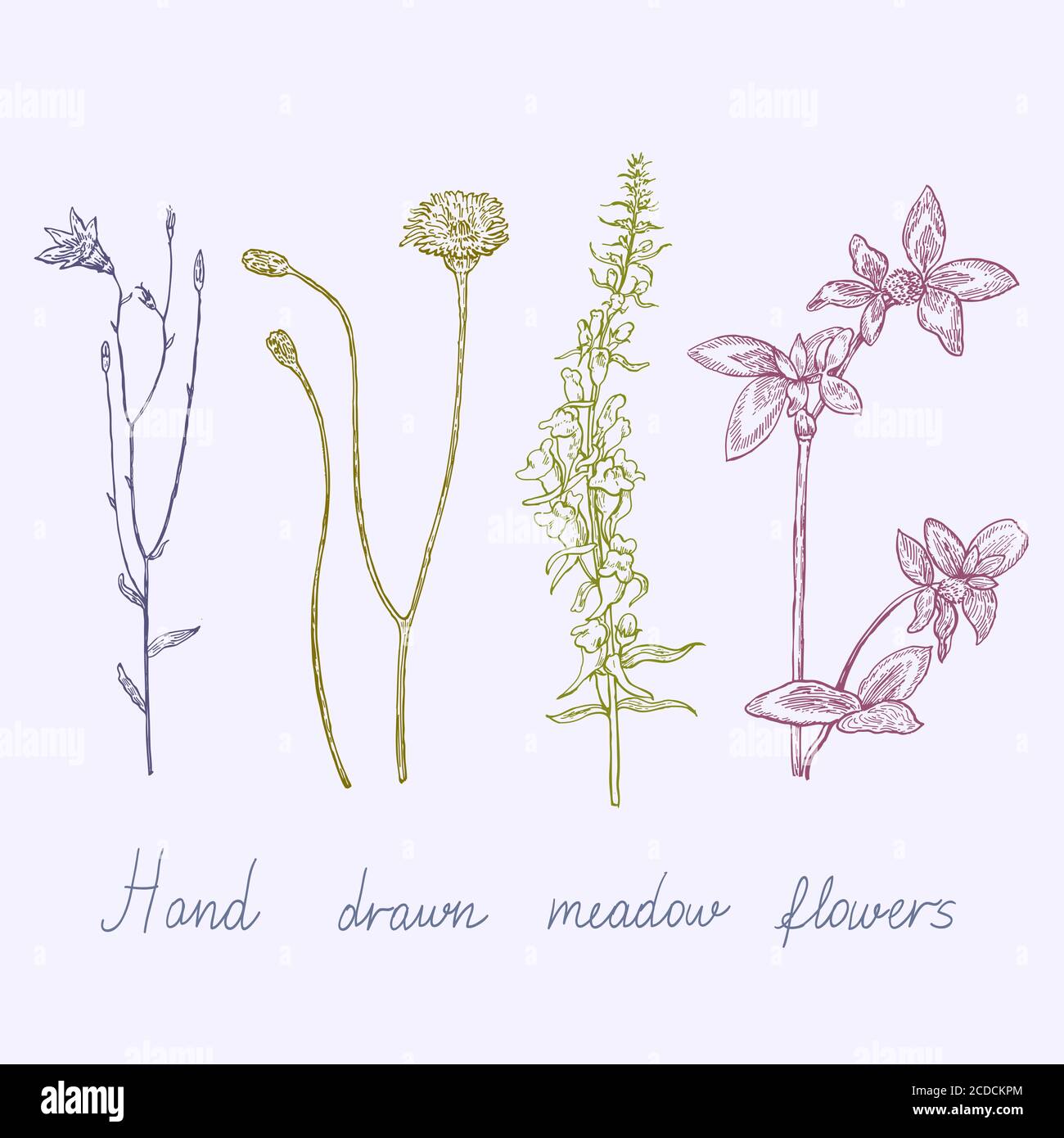 Vintage set of meadow ink drawn plants Stock Vector Image & Art - Alamy