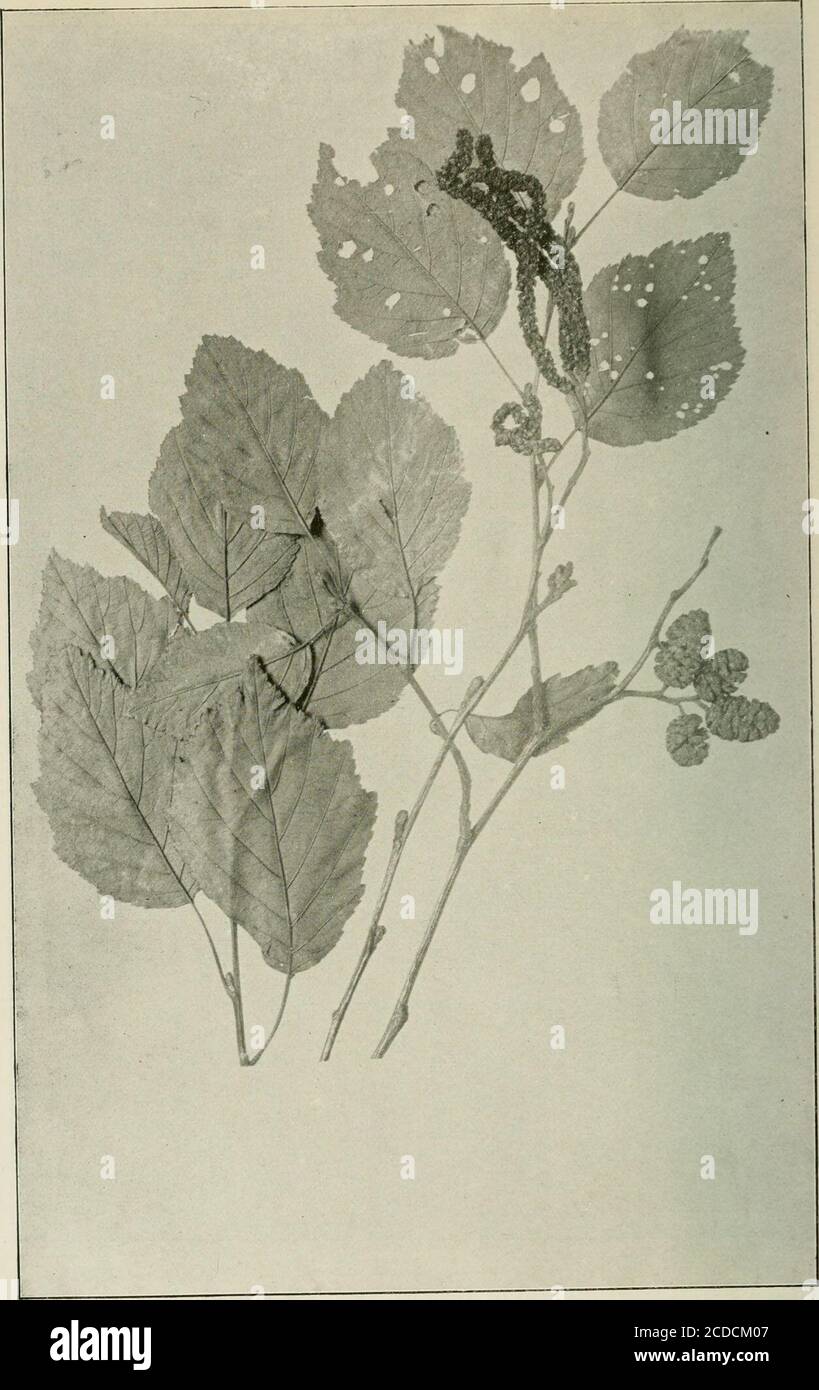 Alnus nitida hi-res stock photography and images - Alamy