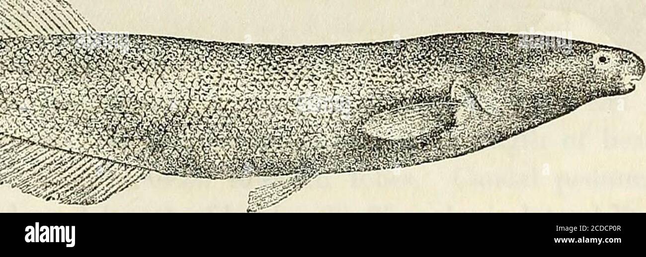 Pois congo hi-res stock photography and images - Alamy