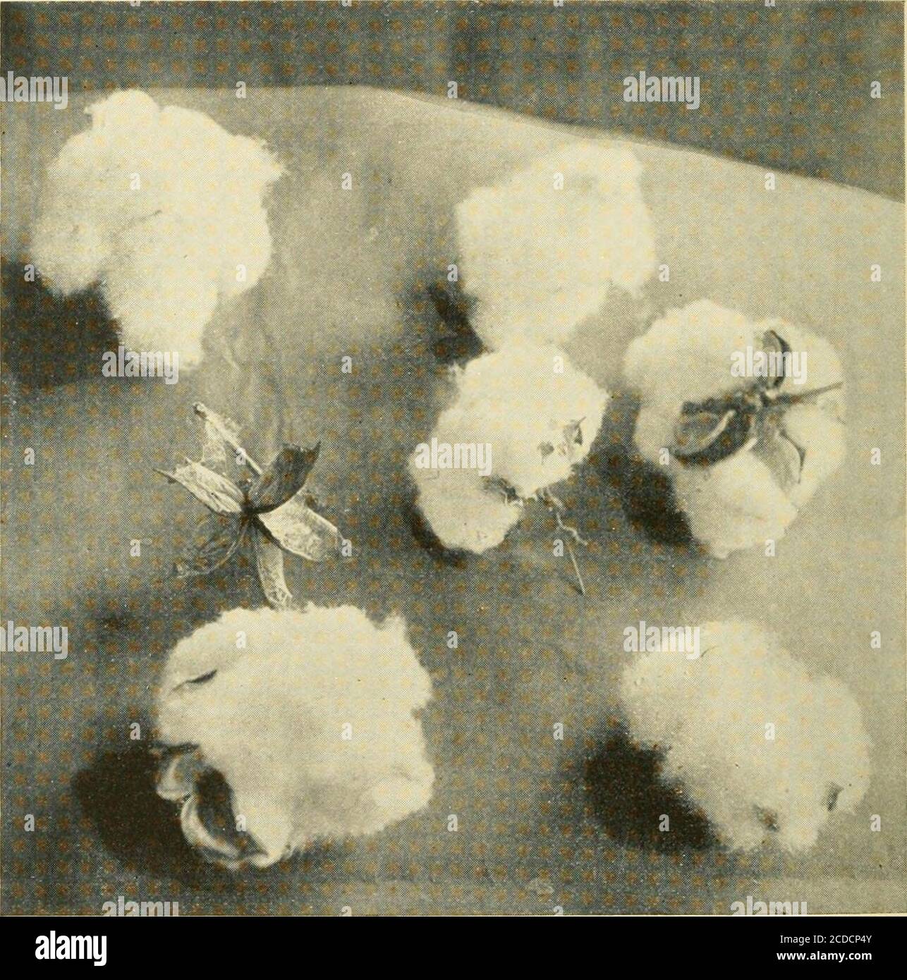 . Cotton and cotton manufacture . of the cotton fibre. In Part One we ...