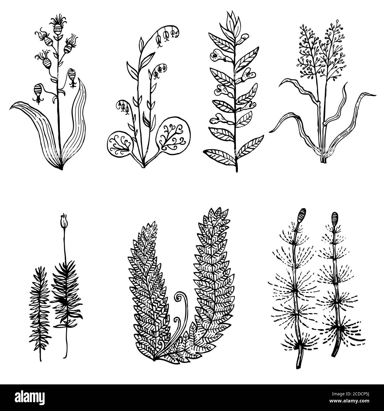 Set of ink drawn simple plants of forest and meadow Stock Vector Image ...
