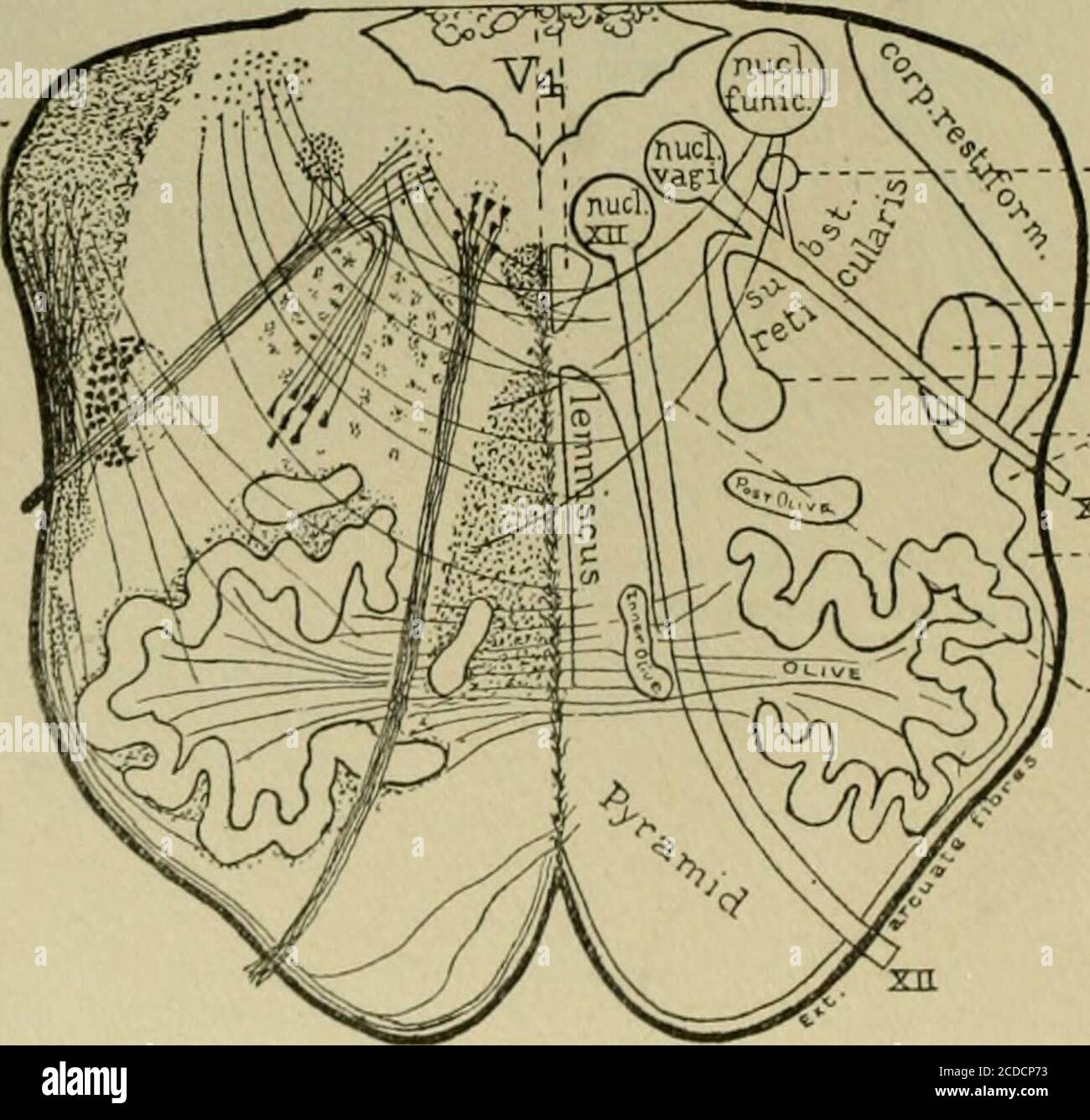 . An atlas of the differential diagnosis of the diseases of the nervous ...