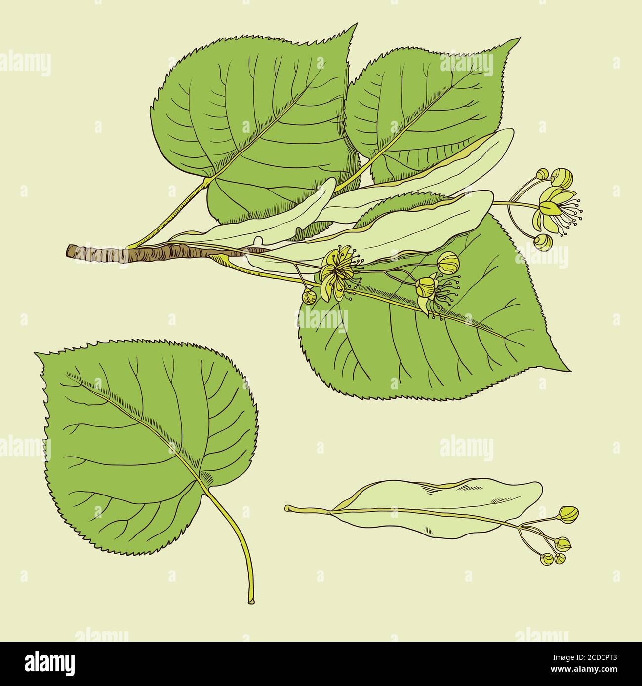Set of vintage linden flowers and branches Stock Vector Image & Art - Alamy