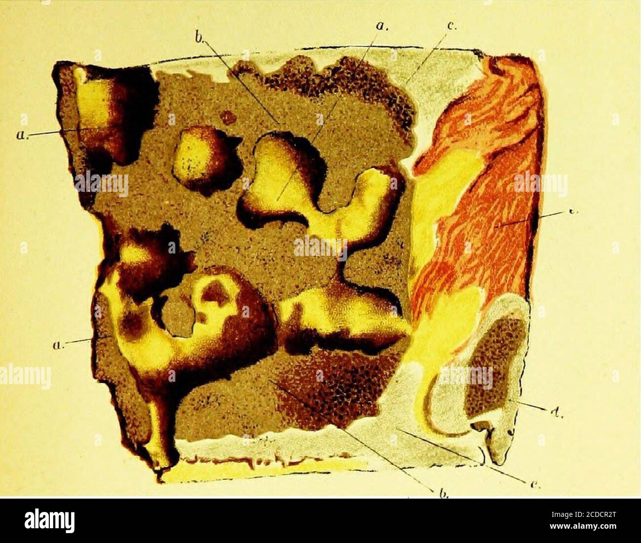 . A practical guide to meat inspection . Fic. 20.—Pliotogiaph of ...
