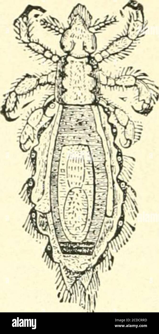 Clothes louse hi-res stock photography and images - Alamy