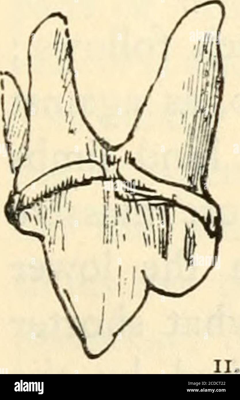 Carnassial tooth hi-res stock photography and images - Alamy