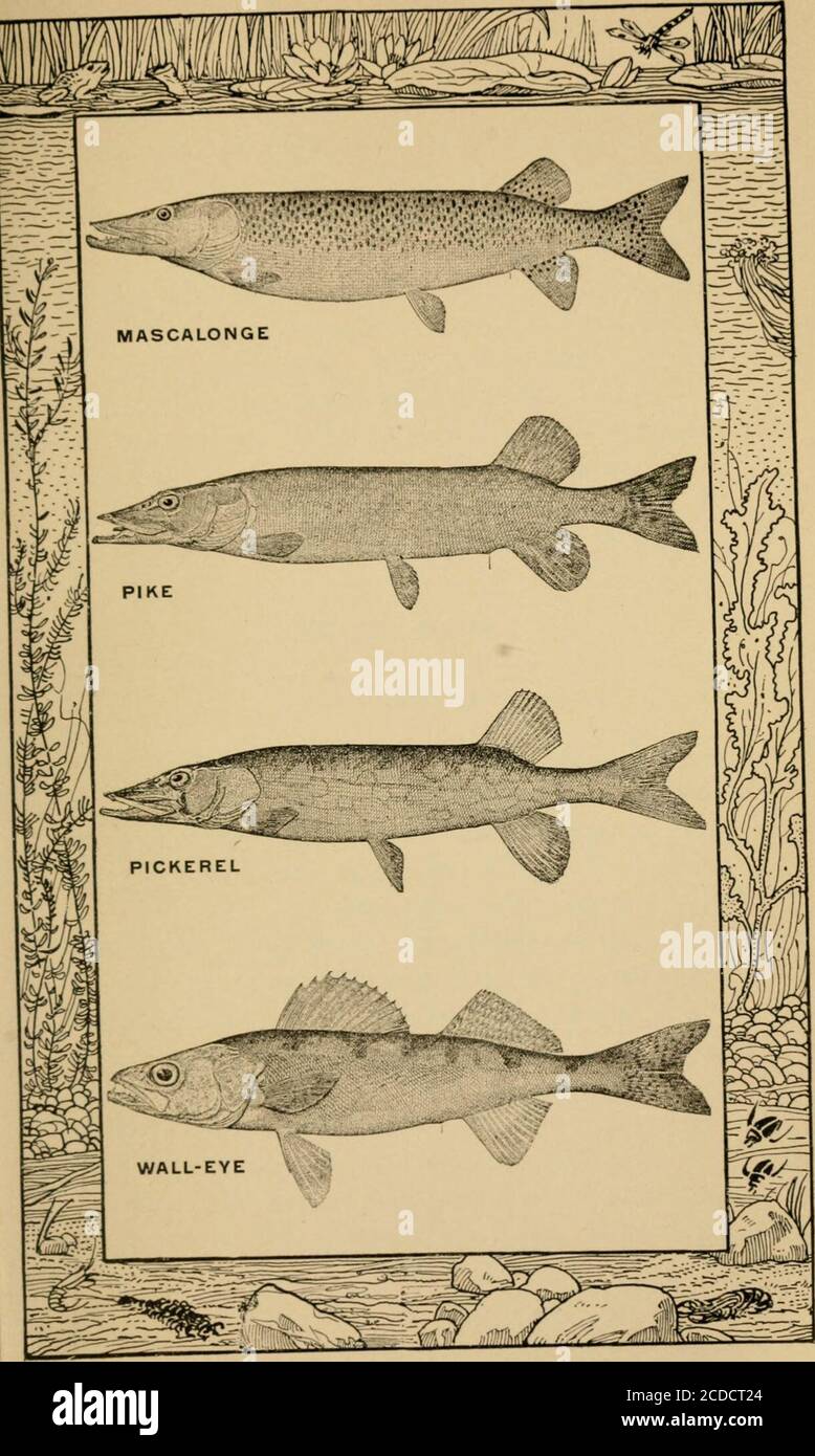 Belly cut open hi-res stock photography and images - Alamy