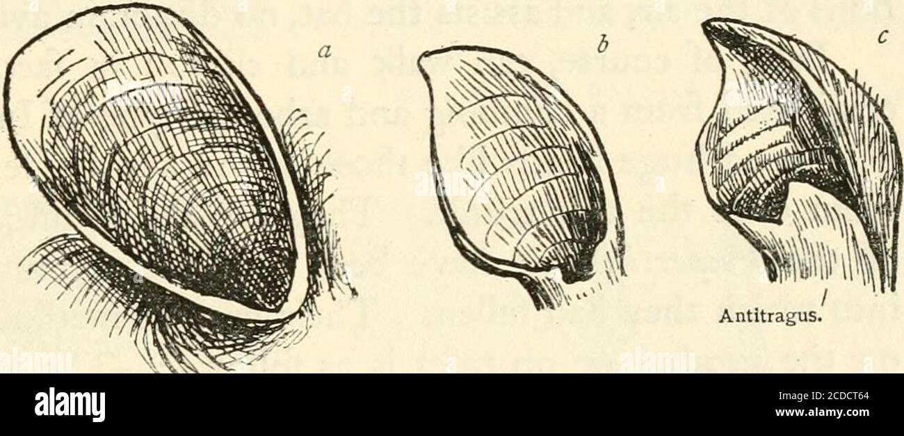 . British mammals; an attempt to describe and illustrate the mammalian ...