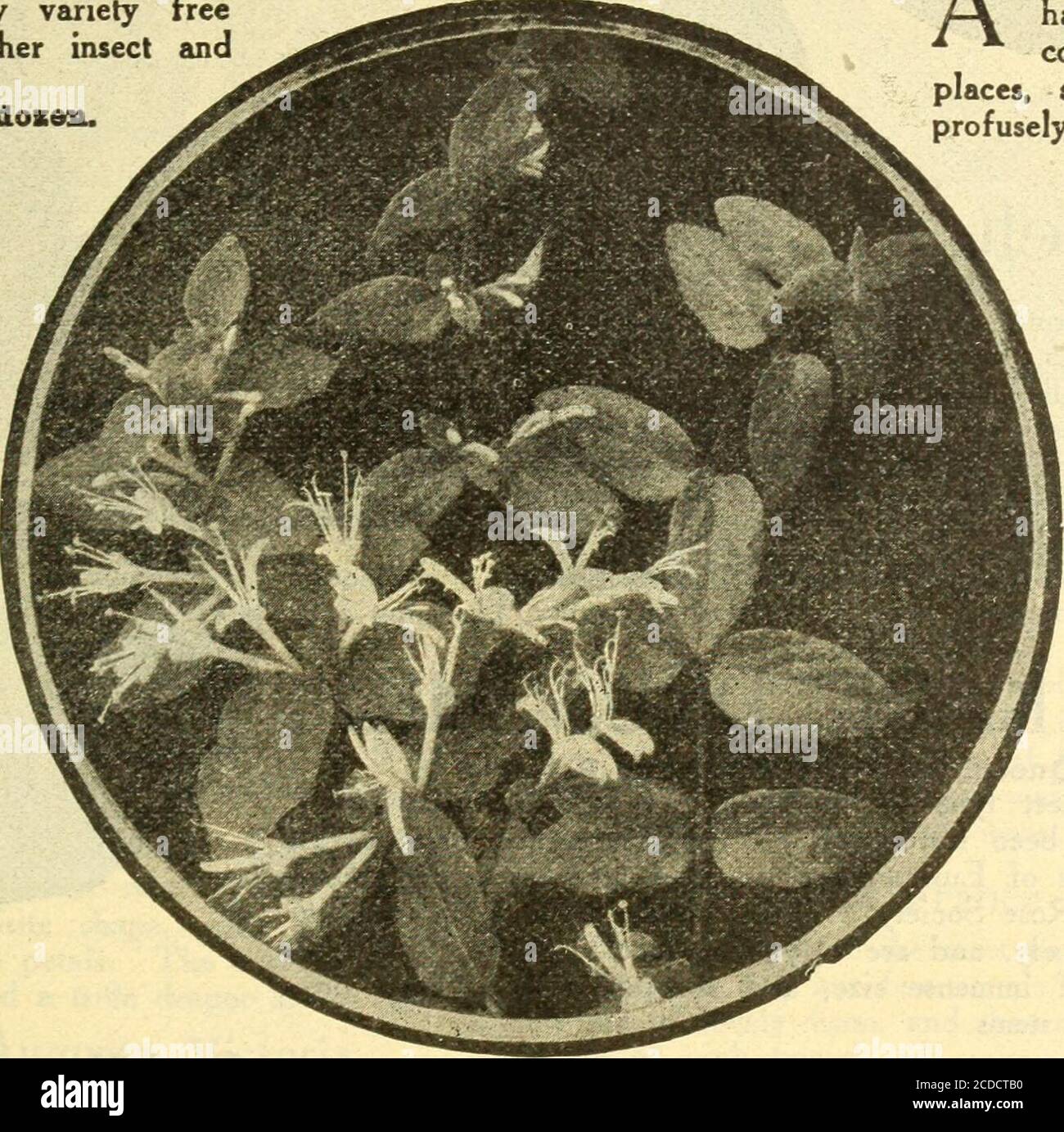 Japaneseivy hi-res stock photography and images - Alamy